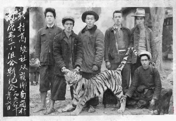 A tiger killed in Xiamen in 1956 – Everyday Life in Mao's China